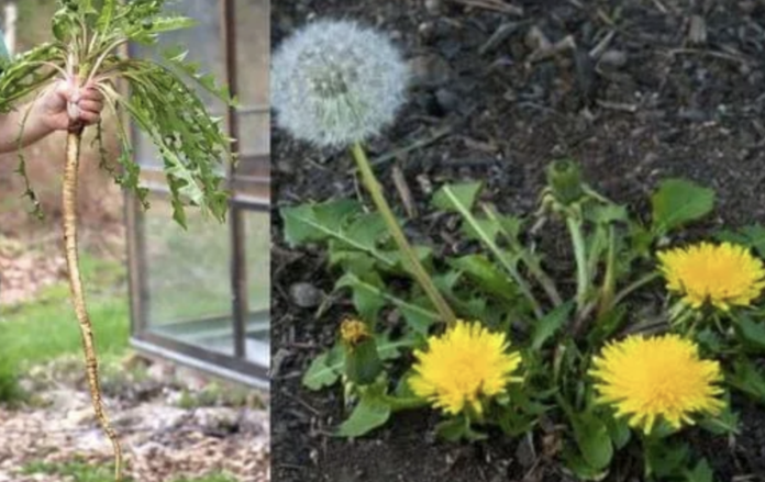 Why Dandelion Roots are the Most Important Part of the Plant