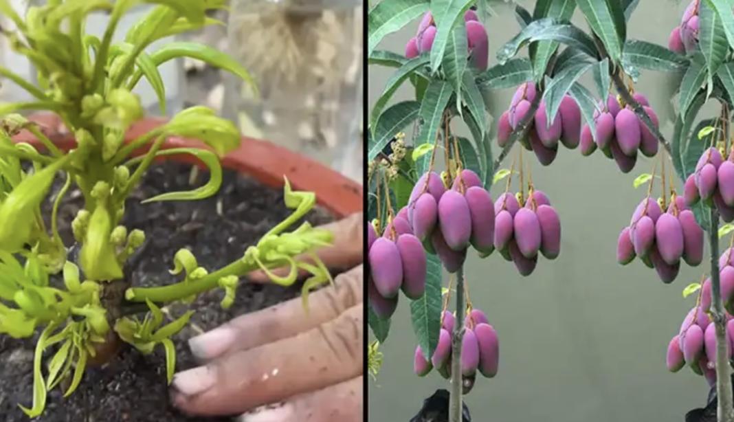 How to Grow Mango Trees from Cuttings in Water: A Step-by-Step Guide