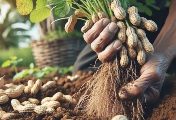 How to Grow Peanuts in Soil from Store-Bought Nuts