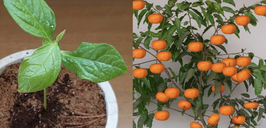 How to Grow Persimmons from Seed: A Detailed Guide for Pot Cultivation
