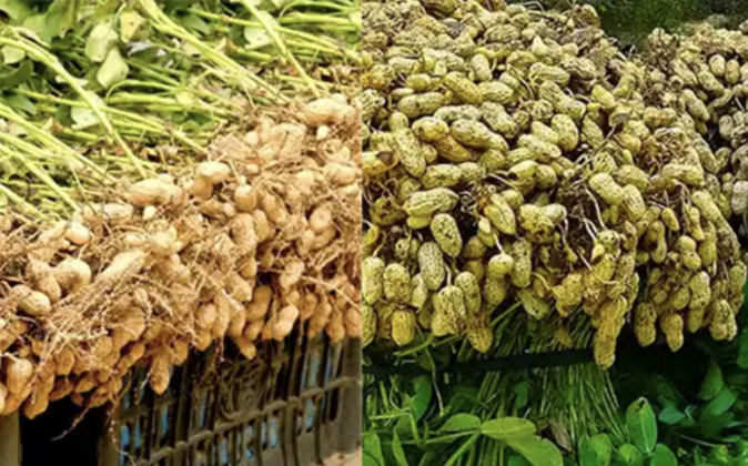 A Beginner’s Guide to Growing Peanuts at Home in Recycled Plastic ...