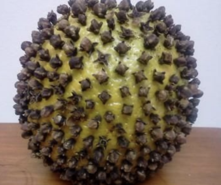 What Happens to Your Body When You Eat 2 Cloves Every Day