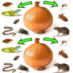 How to Use Onions to Get Rid of Pests: Rats, Flies, Lice, Bugs, Lizards ...
