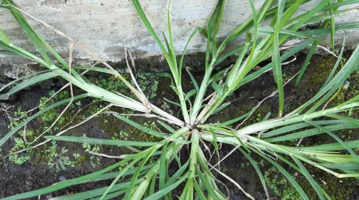 Unlock the Power of Goosegrass (Eleusine indica): 30 Surprising Health ...