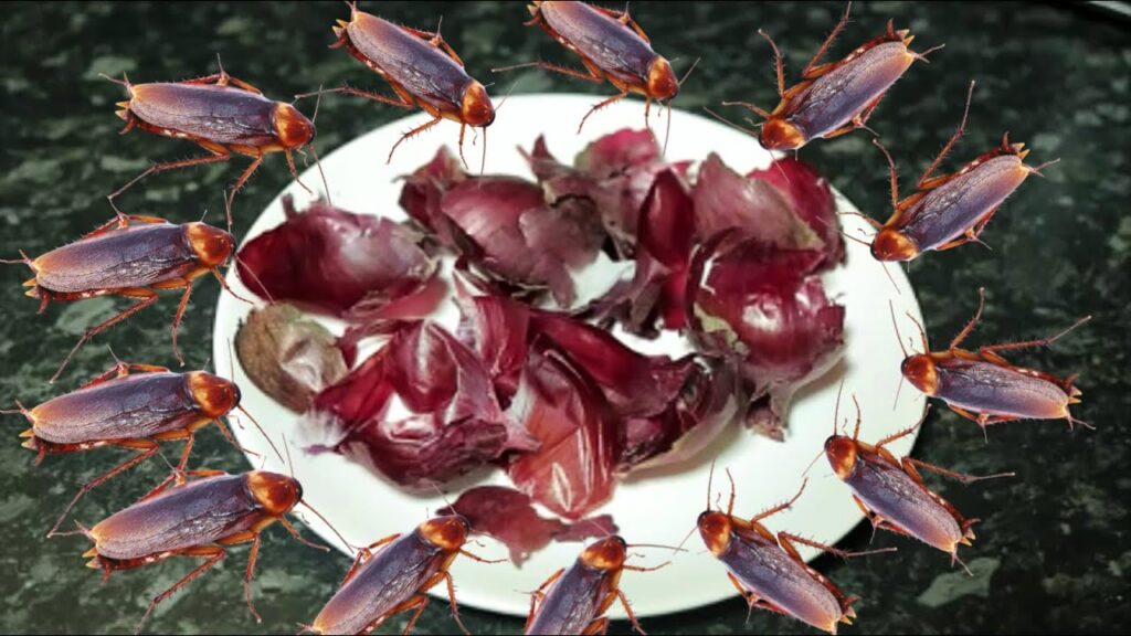 DIY Super Cockroach Trap: How to Naturally Eliminate Cockroaches ...