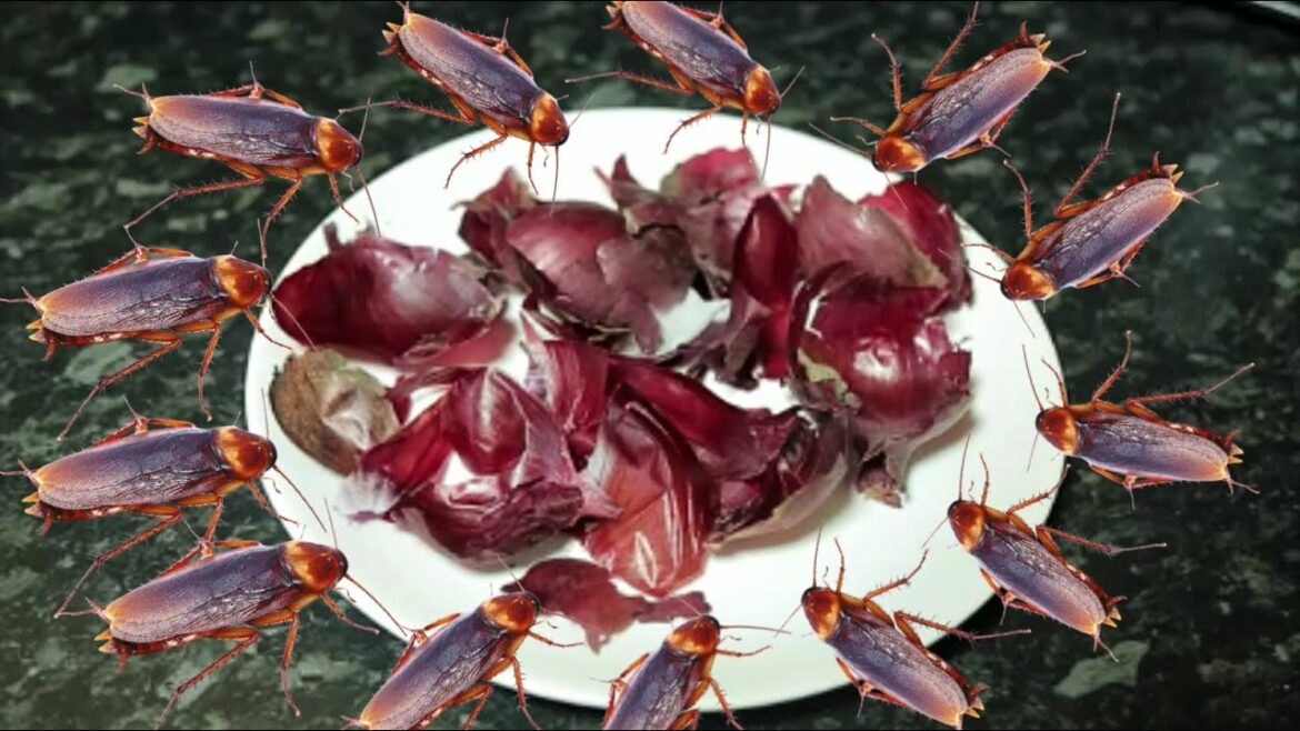 DIY Super Cockroach Trap: How to Naturally Eliminate Cockroaches ...