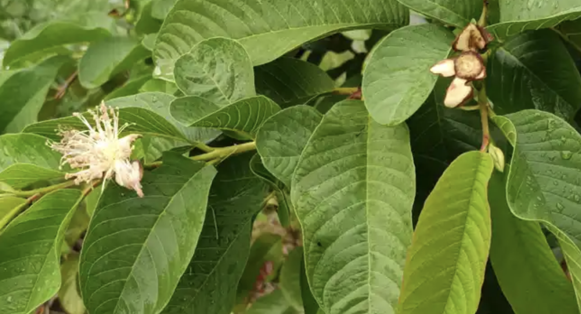25 Incredible Benefits of Guava Leaves