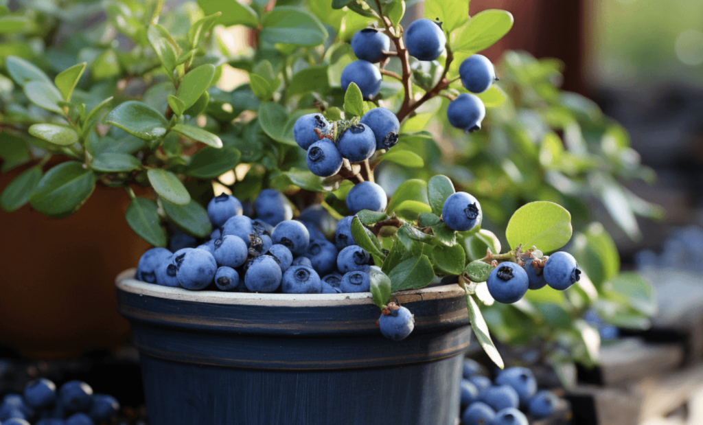 How to grow Blueberry at home in pots
