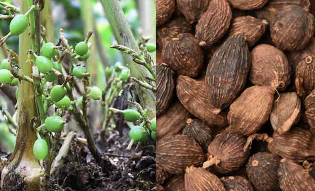 How to grow Cardamom Plant from Seed at Home. Anyone can do it.