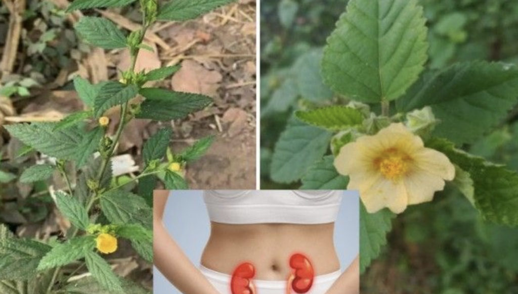 Sida Acuta: The Powerful Herb You Never Knew You Needed