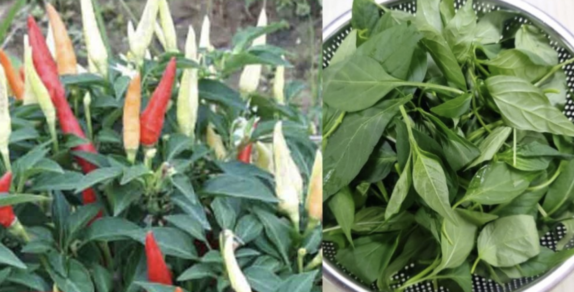 The Hidden Power of Chili Pepper Leaves: Health Benefits and Culinary Uses