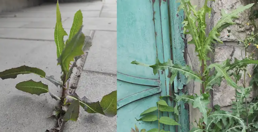 The Power of Wild Lettuce Sap: How to Collect, Use, and Benefit from It