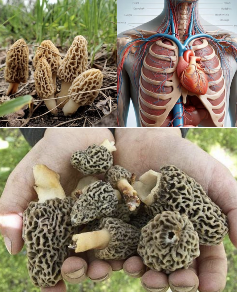 The Enchanting World of Morel Mushrooms: Types, Benefits, and Safe Usage