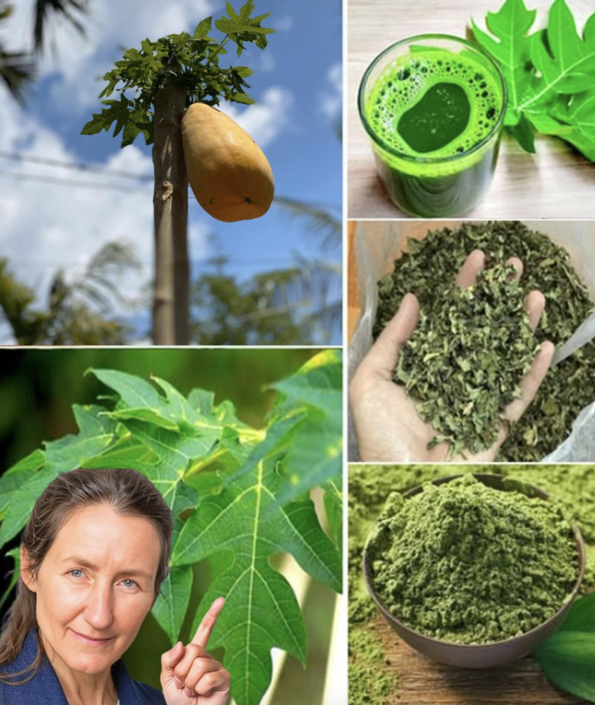 You’ll Never Throw Away Avocado Seed After Watching This Tutorial on ...