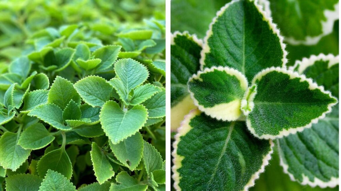 Indian Borage: 15 Remarkable Health Benefits of This Versatile Herb